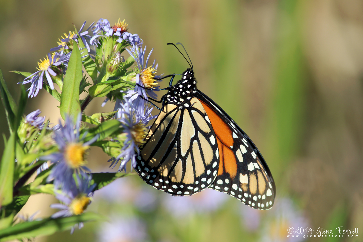 Butterflies, GlennFerrell.com