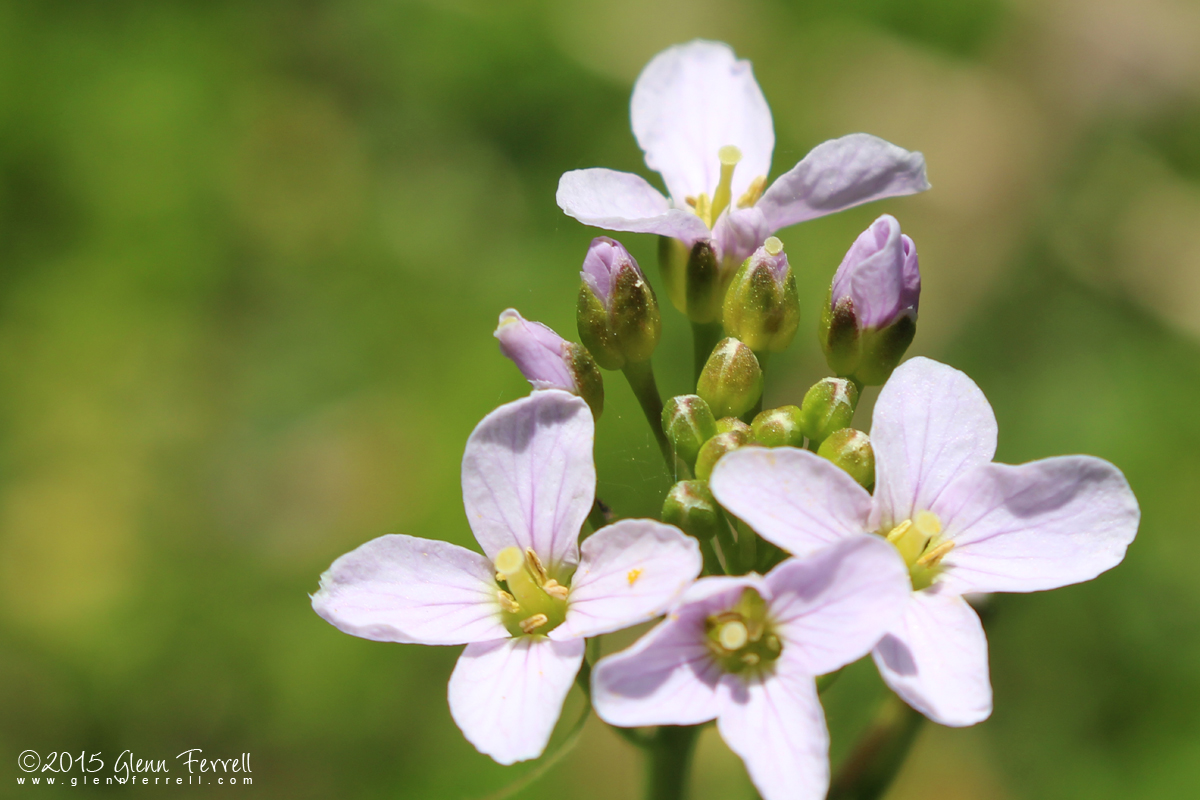 Joyous Spring, GlennFerrell.com